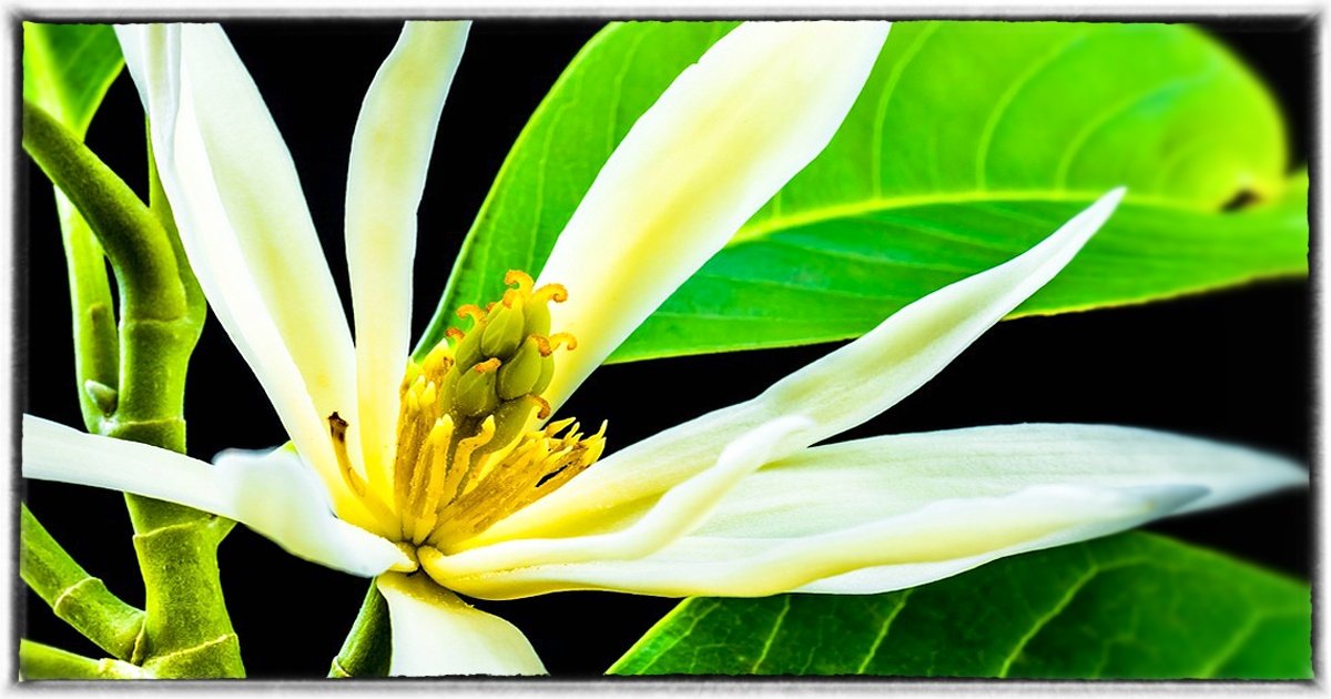 Découvrez le centre et son fonctionnement · Champaca